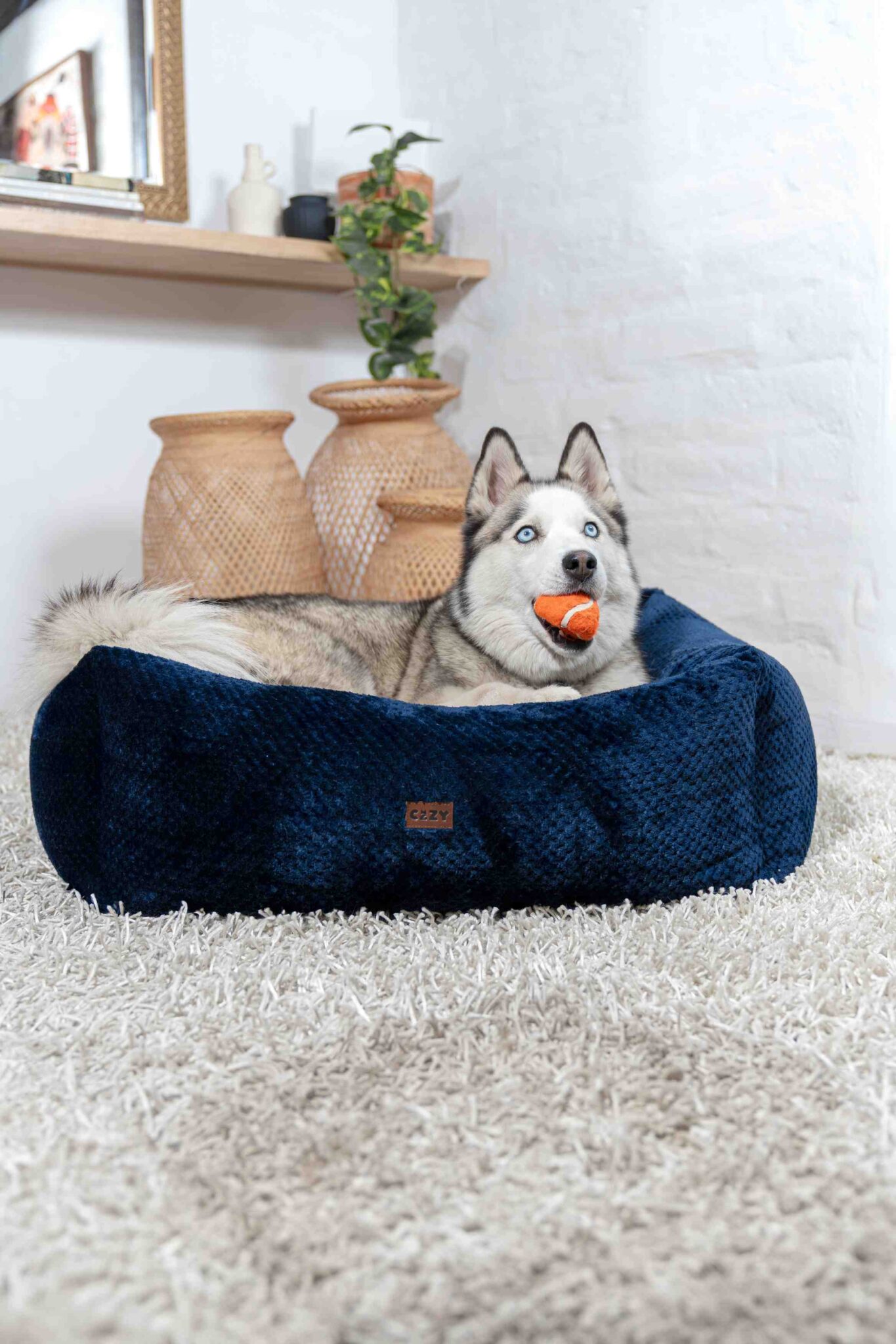 Cozy Pets